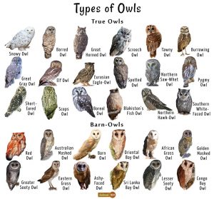 Owl Facts, Types, Classification, Habitat, Diet, Adaptations, Pictures
