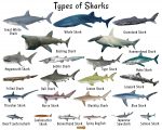 Shark Facts, Types, Classification, Habitat, Diet, Adaptations, Pictures