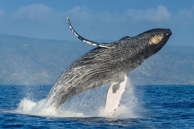 Whale Facts, Types, Lifespan, Classification, Habitat, Pictures
