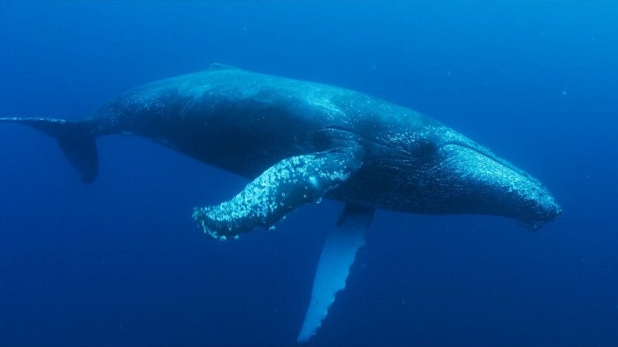Whale Facts, Types, Lifespan, Classification, Habitat, Pictures