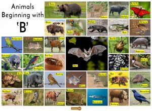 Animals That Start with B - List of Animal Names