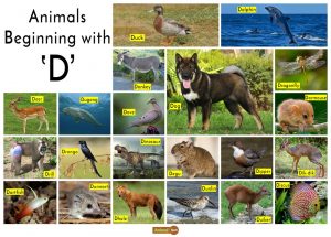 Animals That Start with D - List of Animal Names