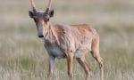 Antelope - Types, Facts, Lifespan, Classification, Habitat, Pictures