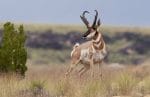 Antelope - Types, Facts, Lifespan, Classification, Habitat, Pictures