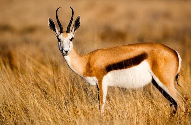 Antelope - Types, Facts, Lifespan, Classification, Habitat, Pictures