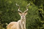 Antelope - Types, Facts, Lifespan, Classification, Habitat, Pictures