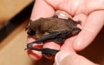 Bat Types, Facts, Classification, Habitat, Diet, Adaptations, Pictures