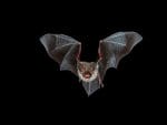 Bat Types, Facts, Classification, Habitat, Diet, Adaptations, Pictures