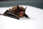 Bat Types, Facts, Classification, Habitat, Diet, Adaptations, Pictures
