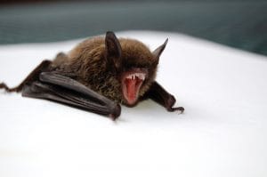 Bat Types, Facts, Classification, Habitat, Diet, Adaptations, Pictures