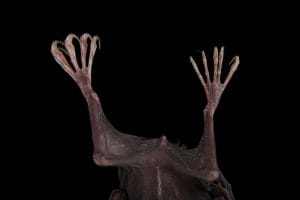 Bat Types, Facts, Classification, Habitat, Diet, Adaptations, Pictures