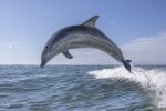 Dolphin Facts, Types, Classification, Habitat, Diet, Adaptations, Pictures