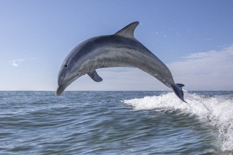 Dolphin Facts, Types, Classification, Habitat, Diet, Adaptations, Pictures
