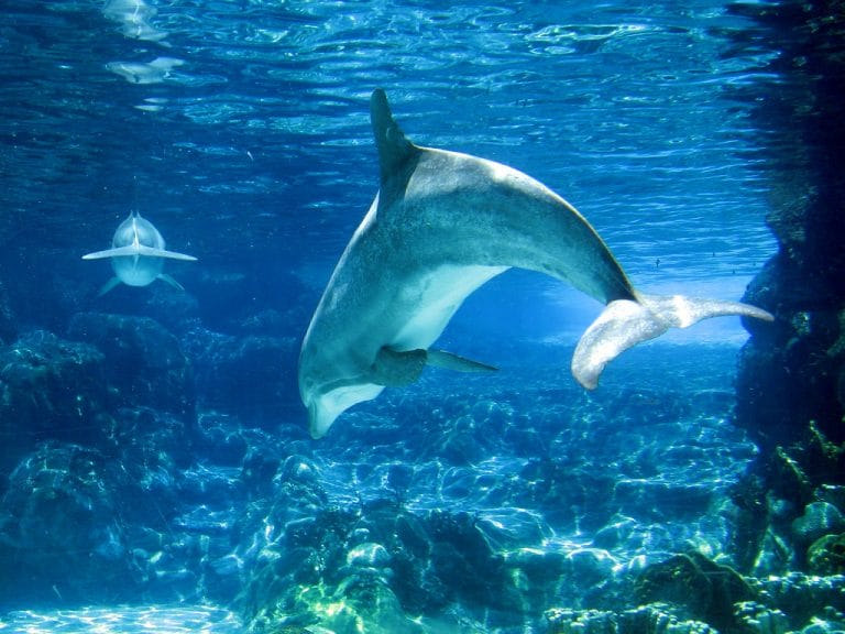 Dolphin Facts, Types, Classification, Habitat, Diet, Adaptations, Pictures
