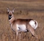 Antelope - Types, Facts, Lifespan, Classification, Habitat, Pictures