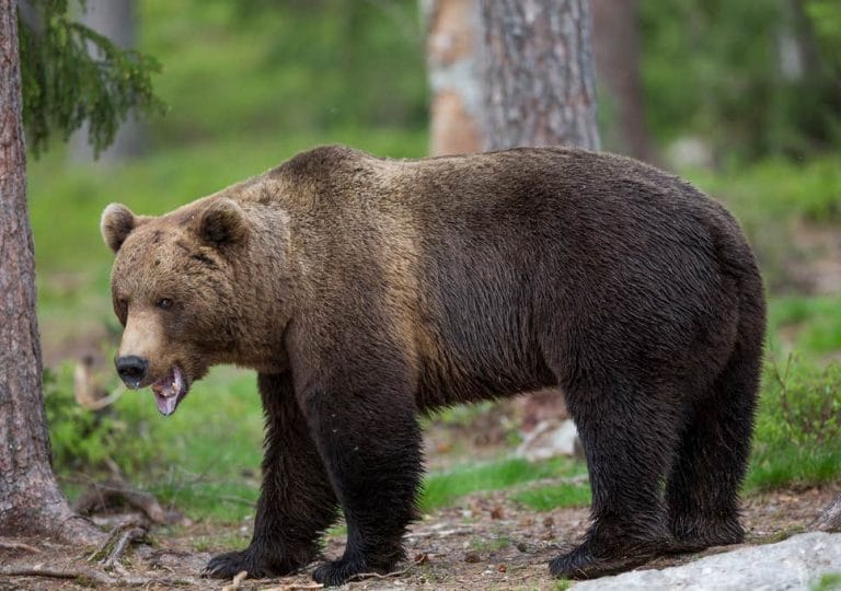 Bear Facts, Types, Lifespan, Classification, Habitat, Pictures