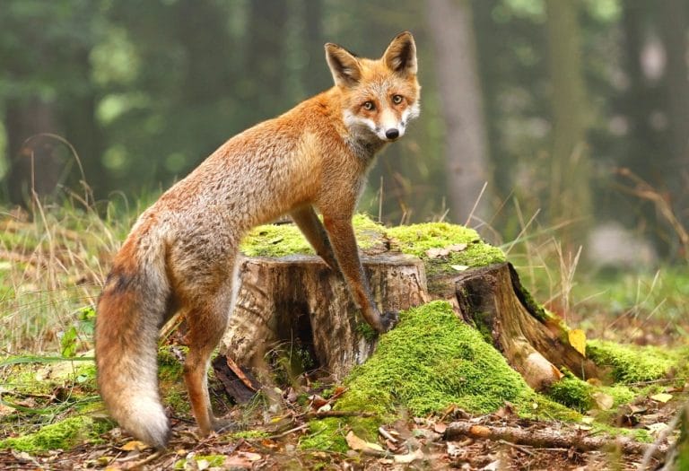 Fox Facts, Types, Classification, Habitat, Diet, Adaptations, Pictures