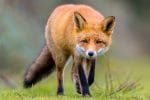 Fox Facts, Types, Classification, Habitat, Diet, Adaptations, Pictures