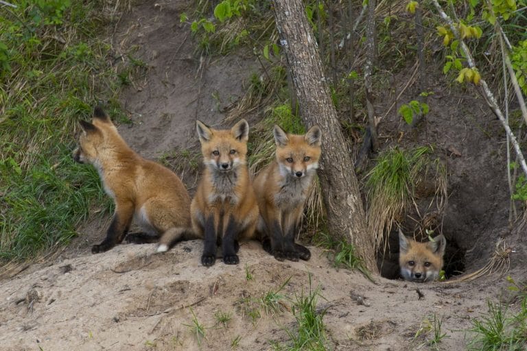Fox Facts, Types, Classification, Habitat, Diet, Adaptations, Pictures