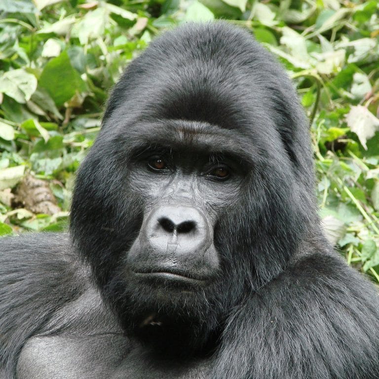 Gorilla Facts, Types, Lifespan, Size, Classification, Habitat, Pictures