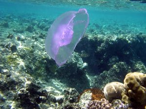 Jellyfish Facts, Types, Classification, Habitat, Diet, Adaptations