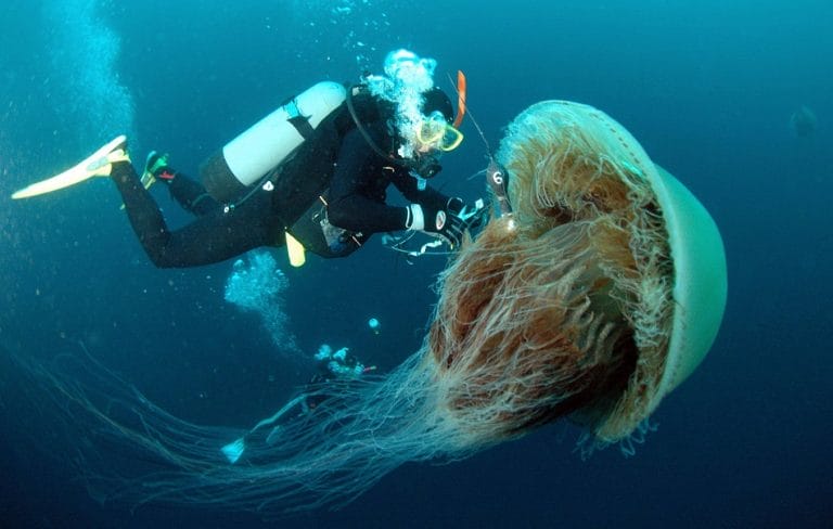 Jellyfish Facts, Types, Classification, Habitat, Diet, Adaptations