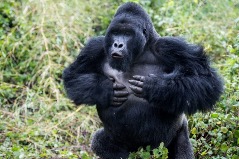 Gorilla Facts, Types, Lifespan, Size, Classification, Habitat, Pictures