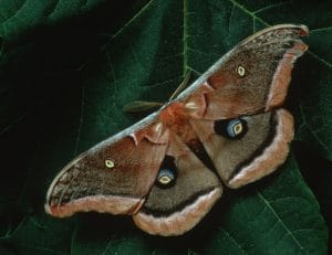 Moth Facts, Types, Classification, Habitat, Diet, Adaptations