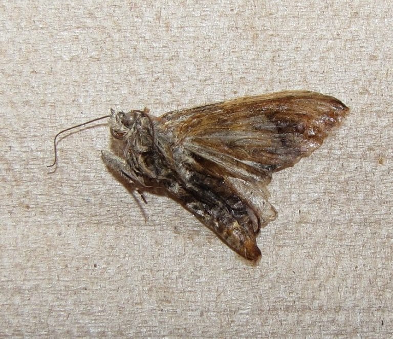 Moth Facts, Types, Classification, Habitat, Diet, Adaptations