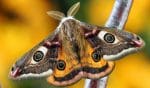 Moth Facts, Types, Classification, Habitat, Diet, Adaptations