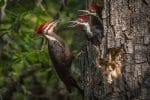 Woodpecker Facts, Types, Classification, Habitat, Diet, Pictures