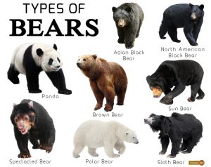 Bear Facts, Types, Lifespan, Classification, Habitat, Pictures