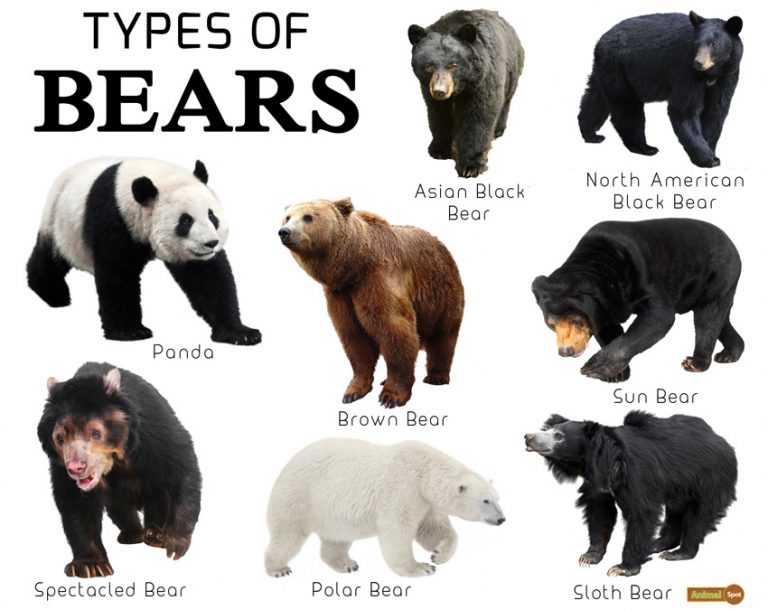 Bear Facts, Types, Lifespan, Classification, Habitat, Pictures