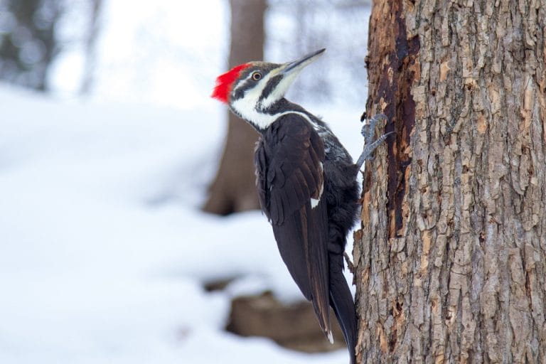 Woodpecker Facts, Types, Classification, Habitat, Diet, Pictures