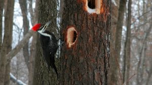 Woodpecker Facts, Types, Classification, Habitat, Diet, Pictures