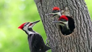 Woodpecker Facts, Types, Classification, Habitat, Diet, Pictures