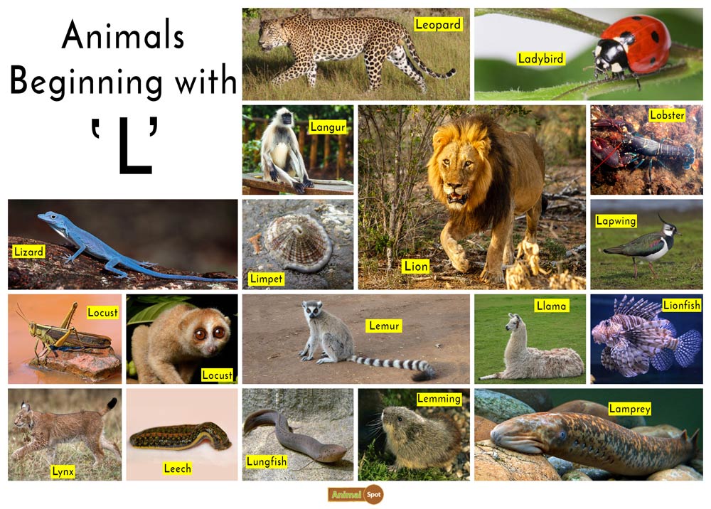 Animals That Start With L Animals That Start With L