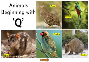 Animals That Start with Q - List of Animal Names
