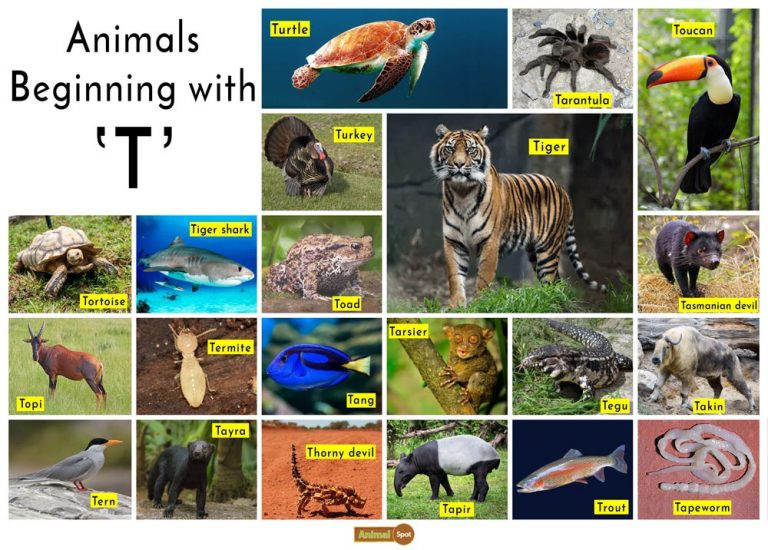 Animals That Start with T - List of Animal Names