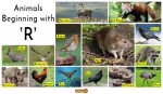 Animals That Start with R - List of Animal Names