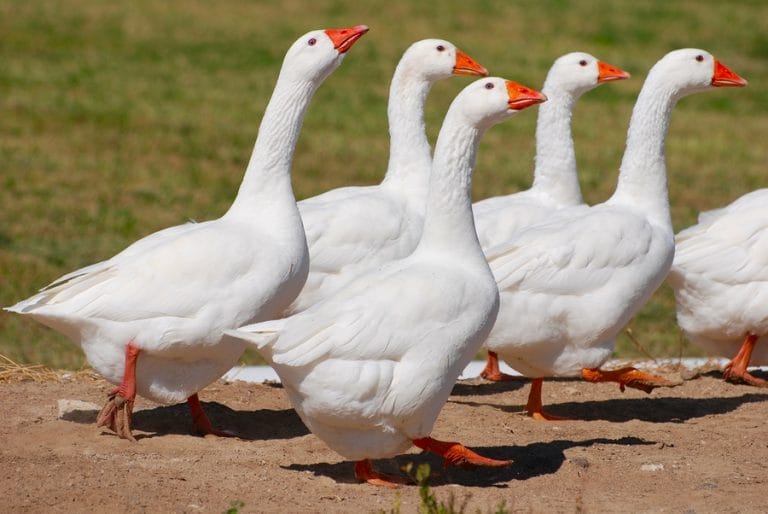 Goose Facts, Types, Lifespan, Size, Classification, Habitat, Pictures