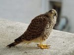 Falcon Facts, Types, Classification, Habitat, Diet, Adaptations, Pictures