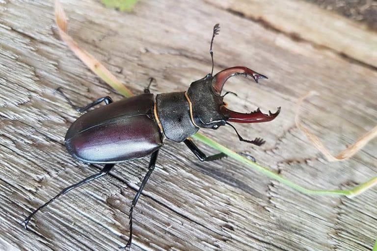 Beetle Facts, Types, Lifespan, Classification, Habitat, Pictures