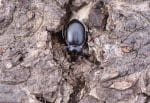 Beetle Facts, Types, Lifespan, Classification, Habitat, Pictures