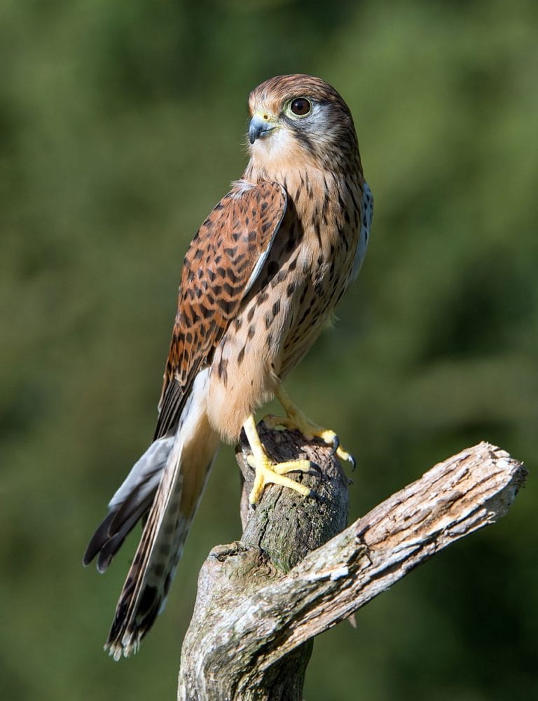 Falcon Facts, Types, Classification, Habitat, Diet, Adaptations, Pictures