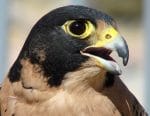 Falcon Facts, Types, Classification, Habitat, Diet, Adaptations, Pictures