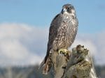 Falcon Facts, Types, Classification, Habitat, Diet, Adaptations, Pictures