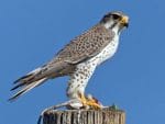 Falcon Facts, Types, Classification, Habitat, Diet, Adaptations, Pictures