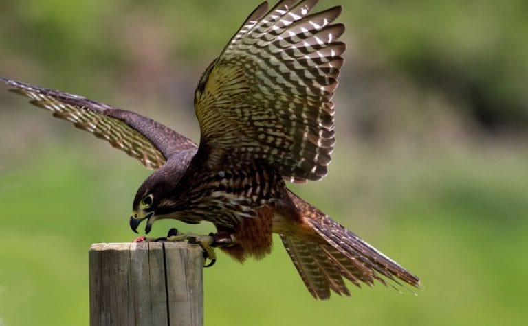 Falcon Facts, Types, Classification, Habitat, Diet, Adaptations, Pictures