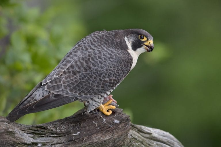 Falcon Facts, Types, Classification, Habitat, Diet, Adaptations, Pictures